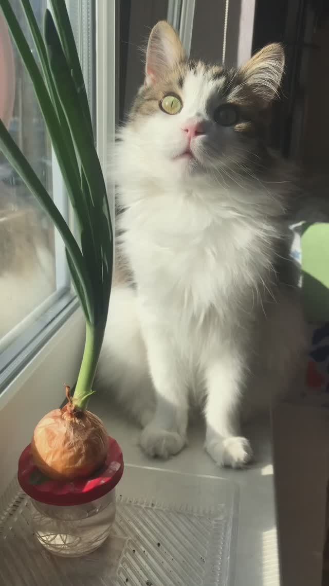 Мася, Альфушка и 🧅❓