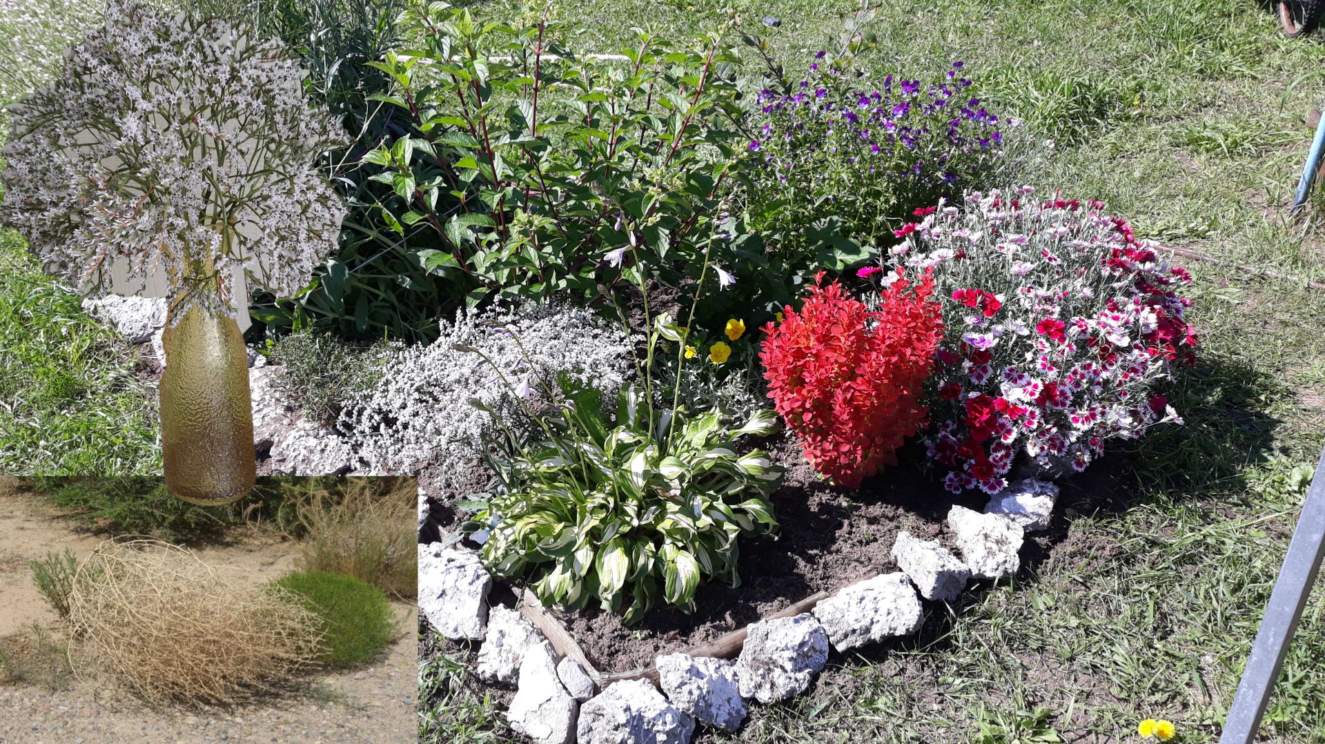 Многолетний кермек Татарский или Перекати-поле, сухоцвет похожий на шарик