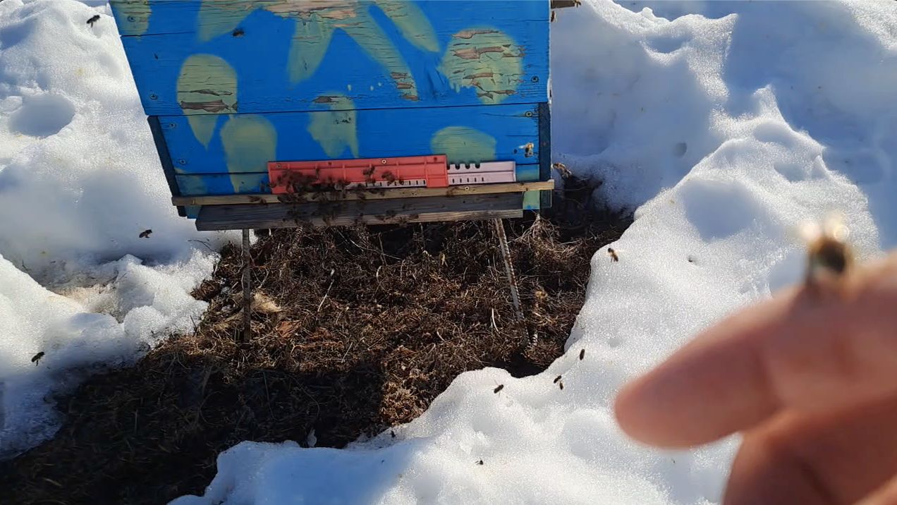 Массовый облёт пчёл случился. Началась весна