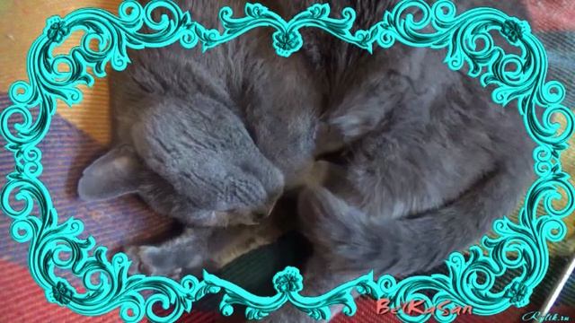 Васька спит.