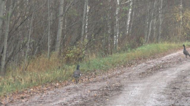 По октябрю - 2019. Первая часть