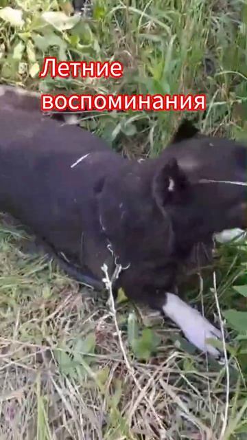 Искупали, теперь обязательно нужно поваляться в траве# лето# 2025#