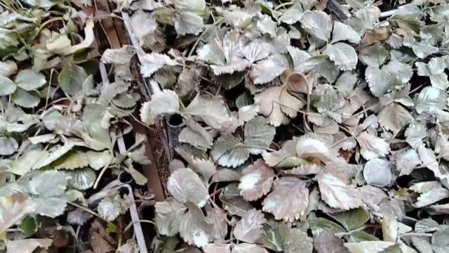 Проба открытия клубники 24.03.2026г