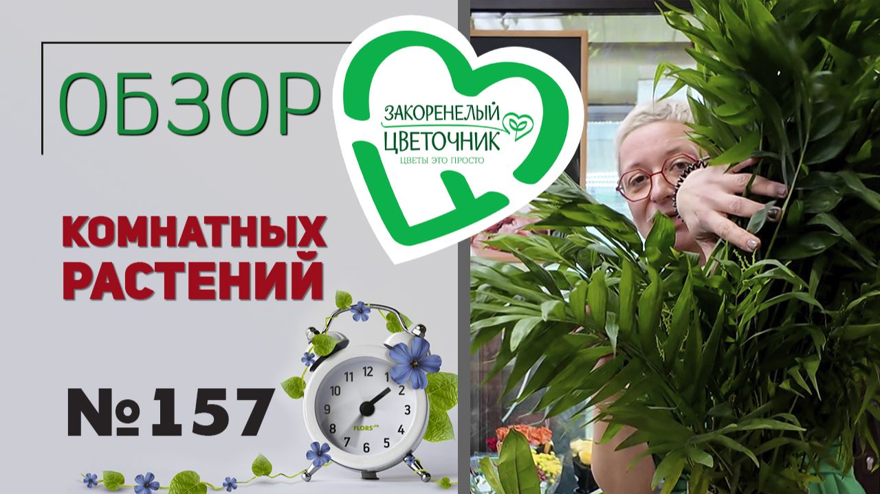 Распаковка растений: хамедореи, циссус четырёхугольный. Новинка - фикус лирата вариегатный. №157