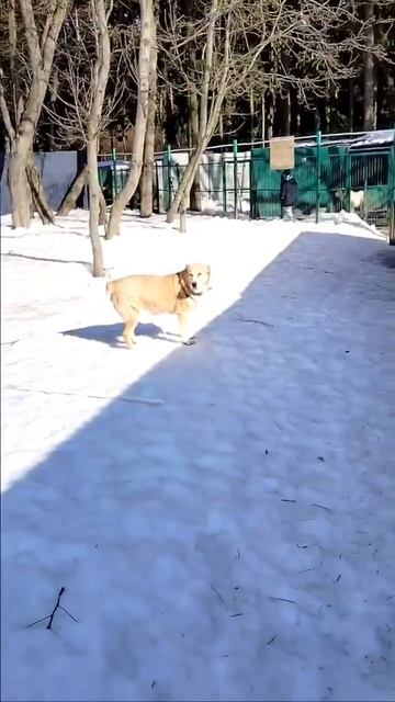 САО Селене 🌸 необходим 💉 либреллы 🆘 🙏💯🙏❗Пост в описании 🎥 #сао #собака #алабай #любовь