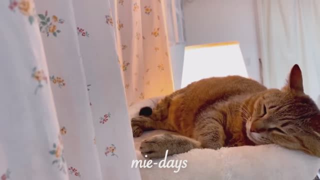 mie- days. Расслабляющий момент для пар в дождливый день с трехразовым питанием и игривыми кошками