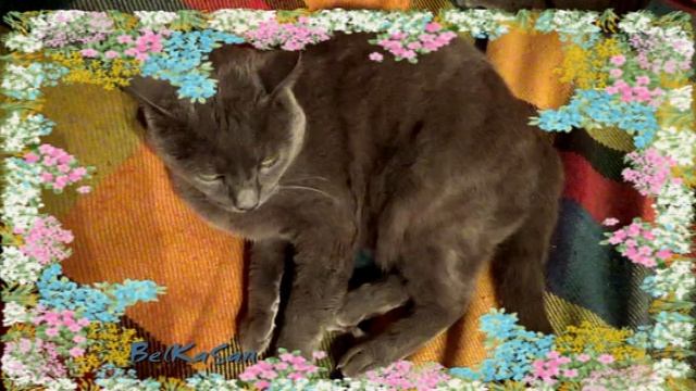 Васька и Джимка