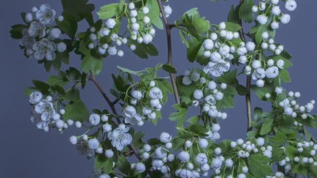 "Я подарю тебе сад" -Ирина Сук