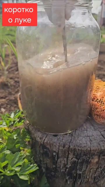 Посев и выращивание лука