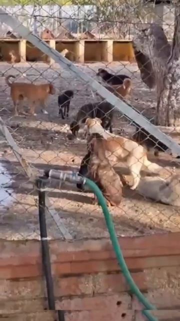 ⚡⚡⚡ СРОЧНО ИЩЕТ 🏠КОКЕР-СПАНИЕЛЬ❗ПОСТ В ОПИСАНИИ 🎥 #собака #друг #счастье #любовь