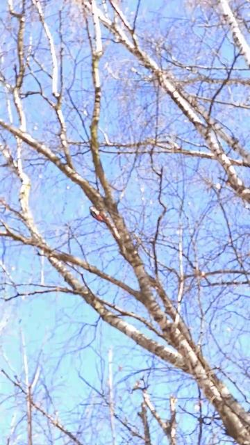 Весна пришла Дятел на березе