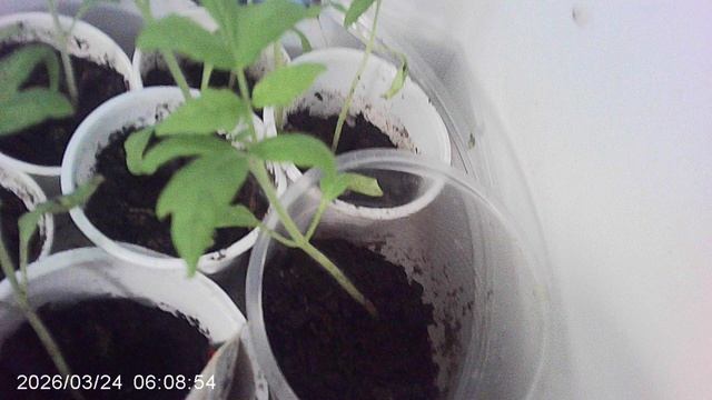 Обзор рассады томатов сорта "Оля F1"