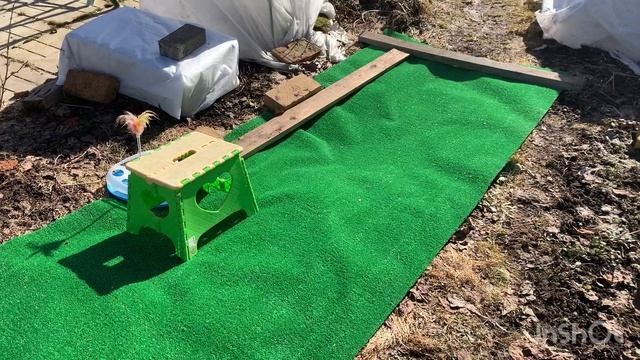 Клематис после зимы, посадки в парнике