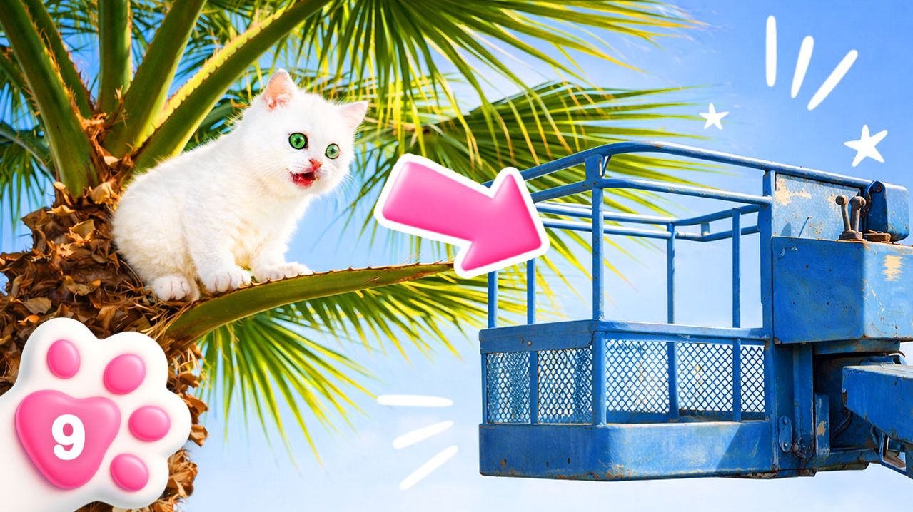 Кто поможет котёнку Кефиру? Он залез на высокое дерево, и теперь ему нужна помощь, чтобы спуститься