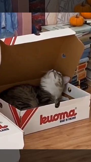 Не беспокоить! 😾 ...👇