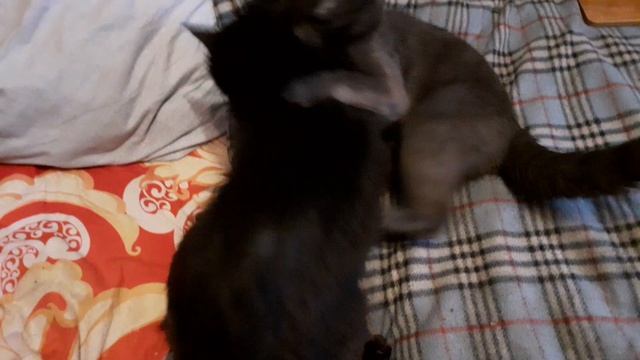 Небольшие разборки.