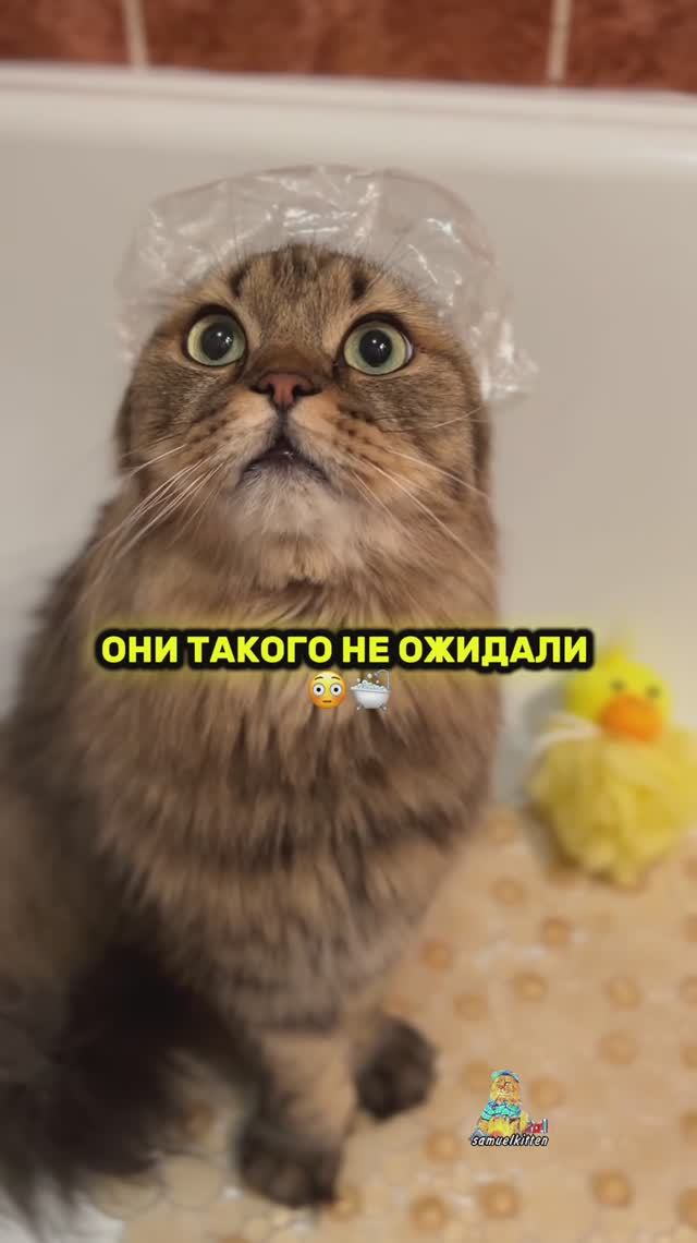 СПОРИМ, ВАШ КОТ В ВАННОЙ ВЕДЕТ СЕБЯ ЕЩЕ СМЕШНЕЕ!🛁😹 #котики #юмор #жиза