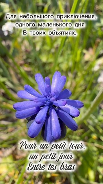 Мишель Дельпеш  Pour un flirt ~ Французские песни