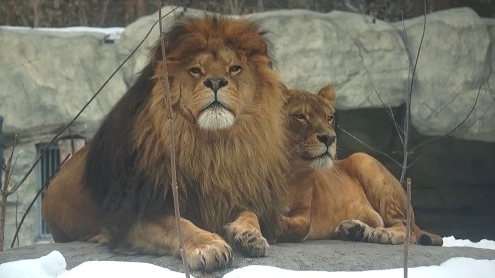 Идеальный день для льва Ричарда, это вместе с Найти, потом порознь и снова вместе.