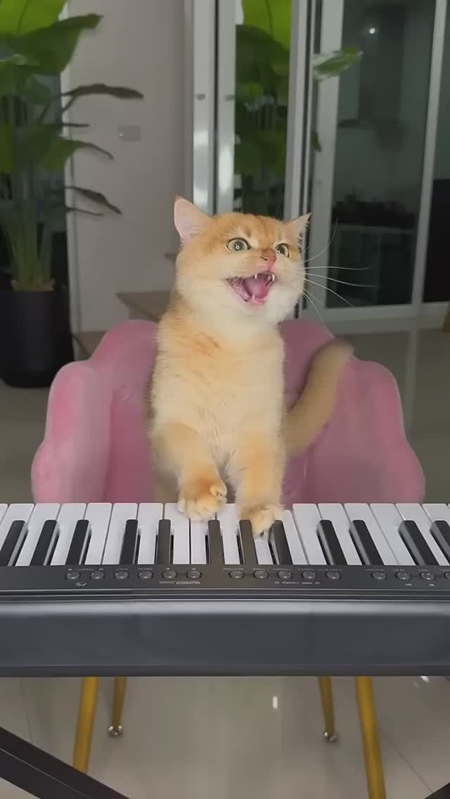 Мося съел всю мою рыбу🥲 #кот #кошки