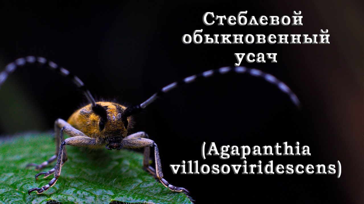 Стеблевой обыкновенный усач (Agapanthia villosoviridescens)