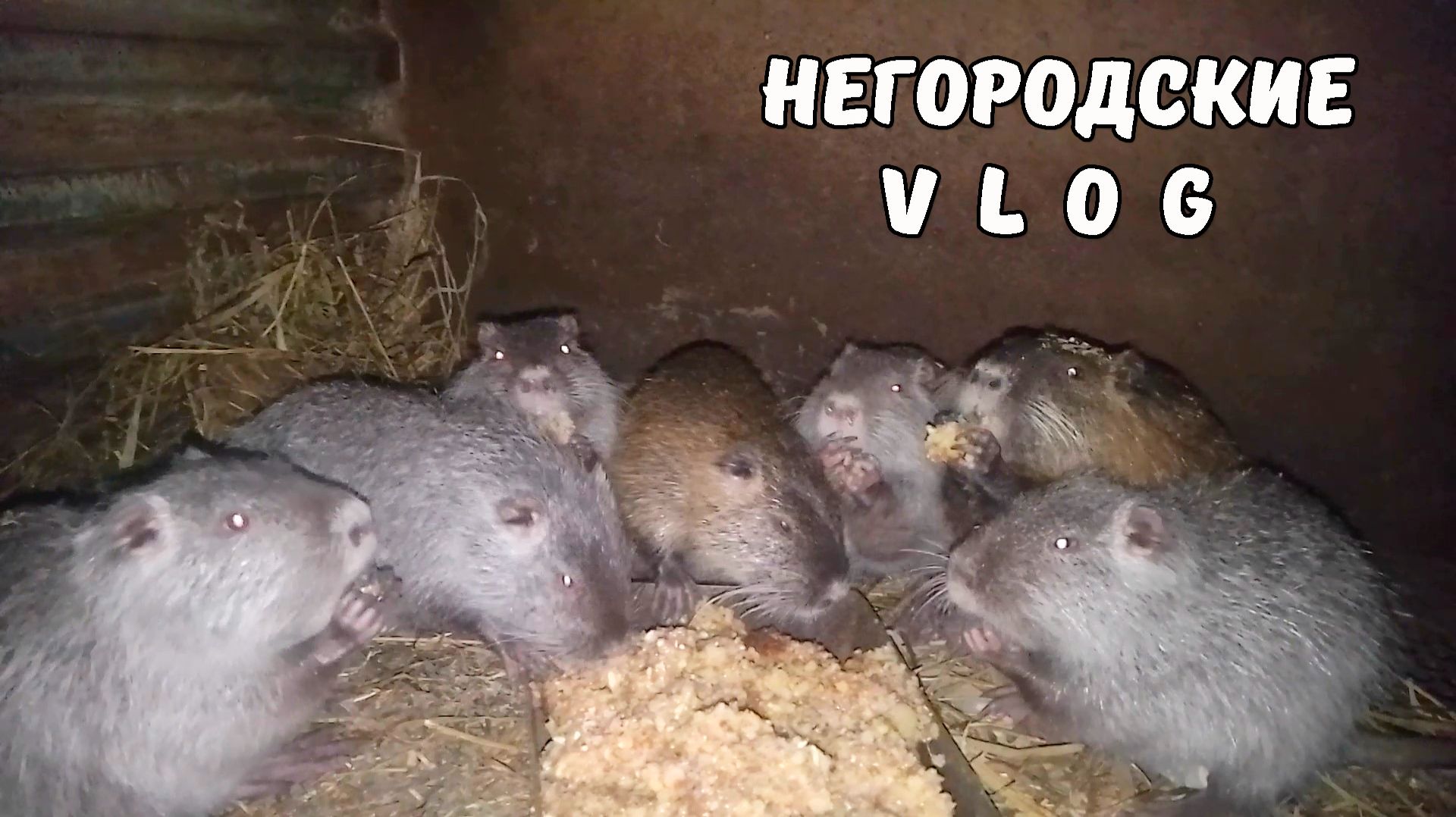 НУТРИЙ стало меньше, а работы не убавилось! 22.03.26