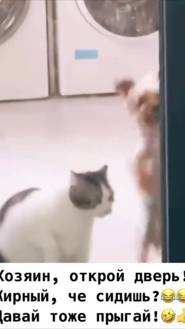 Смешные коты #116-2