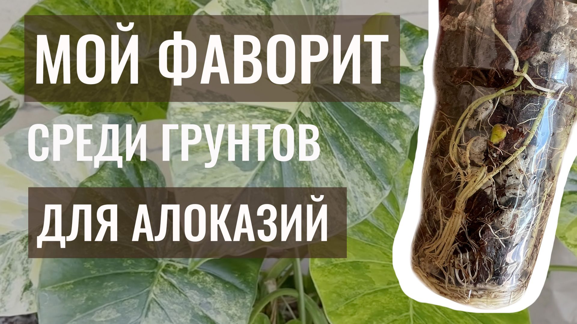 №124. Алоказия. Тестирую 3 новых грунта.