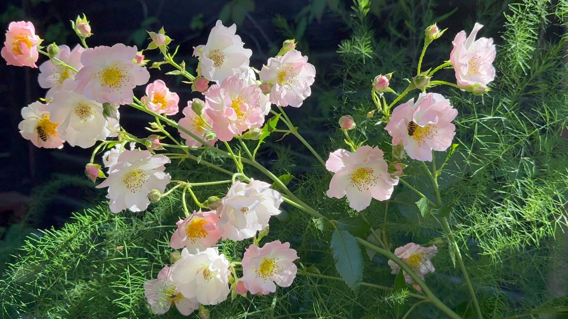 Август в Саду 14 августа 2025 часть 3