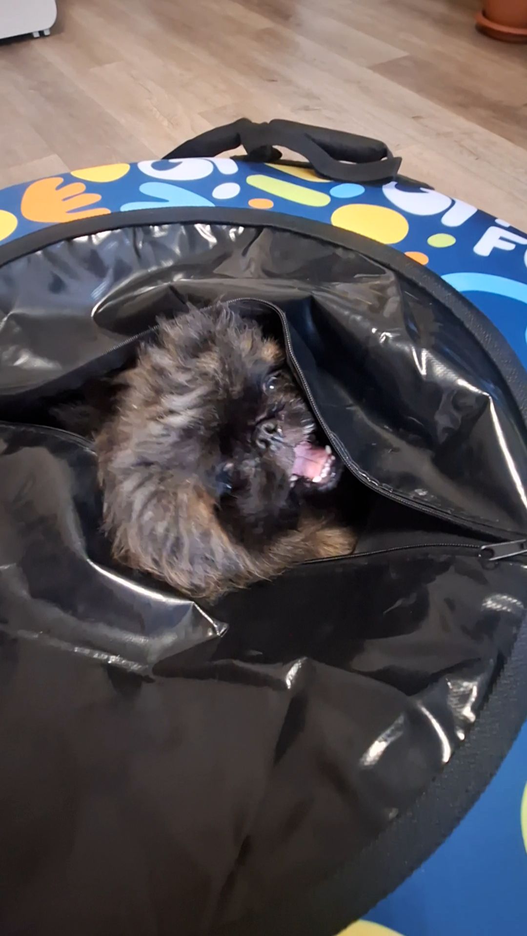 Пекинес Дендик залез внутрь ватрушки