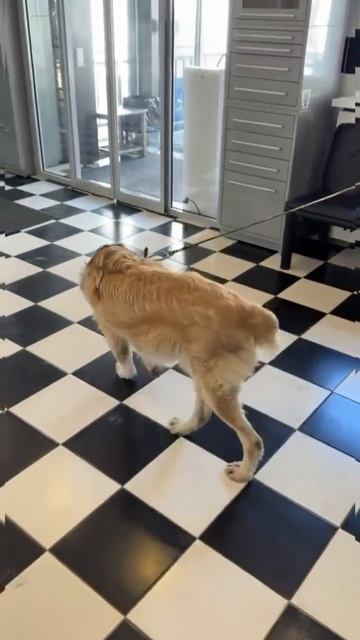 САО Авроре 🌸 необходим ветмедин💊 🆘 🙏💯🙏❗Пост в описании 🎥 #сао #собака #алабай #животные