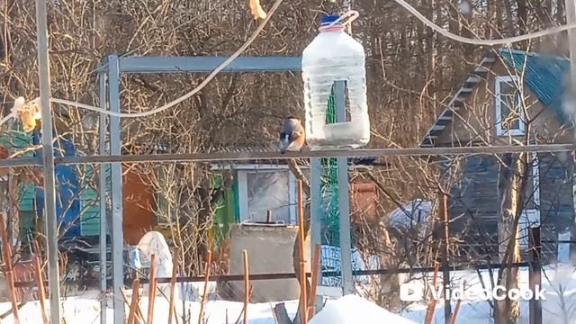 Ждал синичек