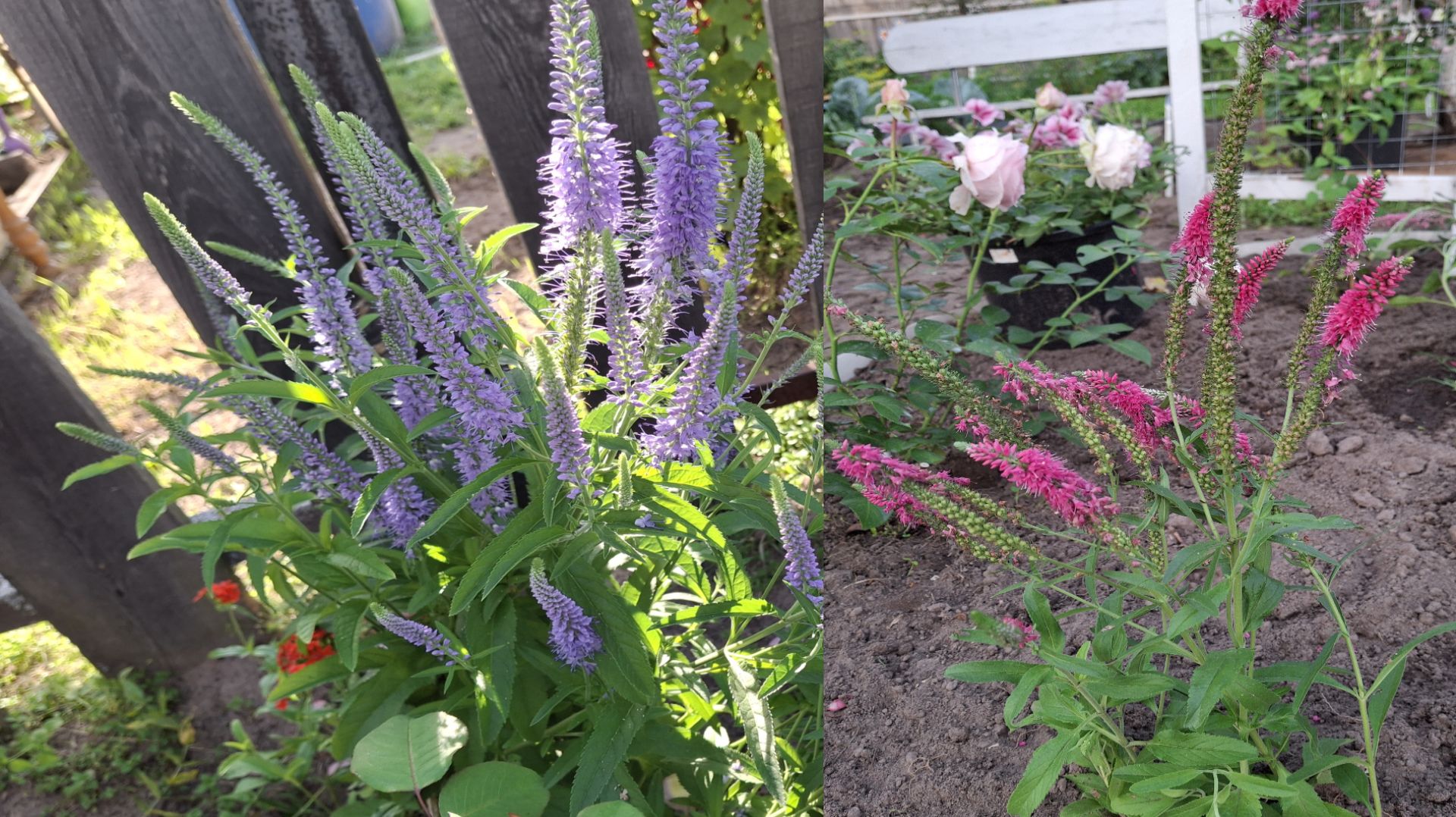 Как вырастила веронику колосистую, многолетний цветок для сада.