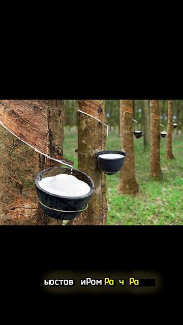 Каучук в Тайланде