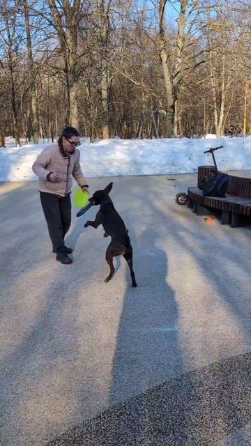 Спортивный Метис Нэтта - каскад/жонглирование