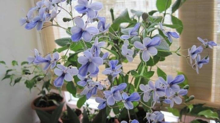 КОМНАТНЫЙ ЦВЕТОК - КЛЕРОДЕНДРУМ УГАНДИЙСКИЙ. Все секреты об уходе.