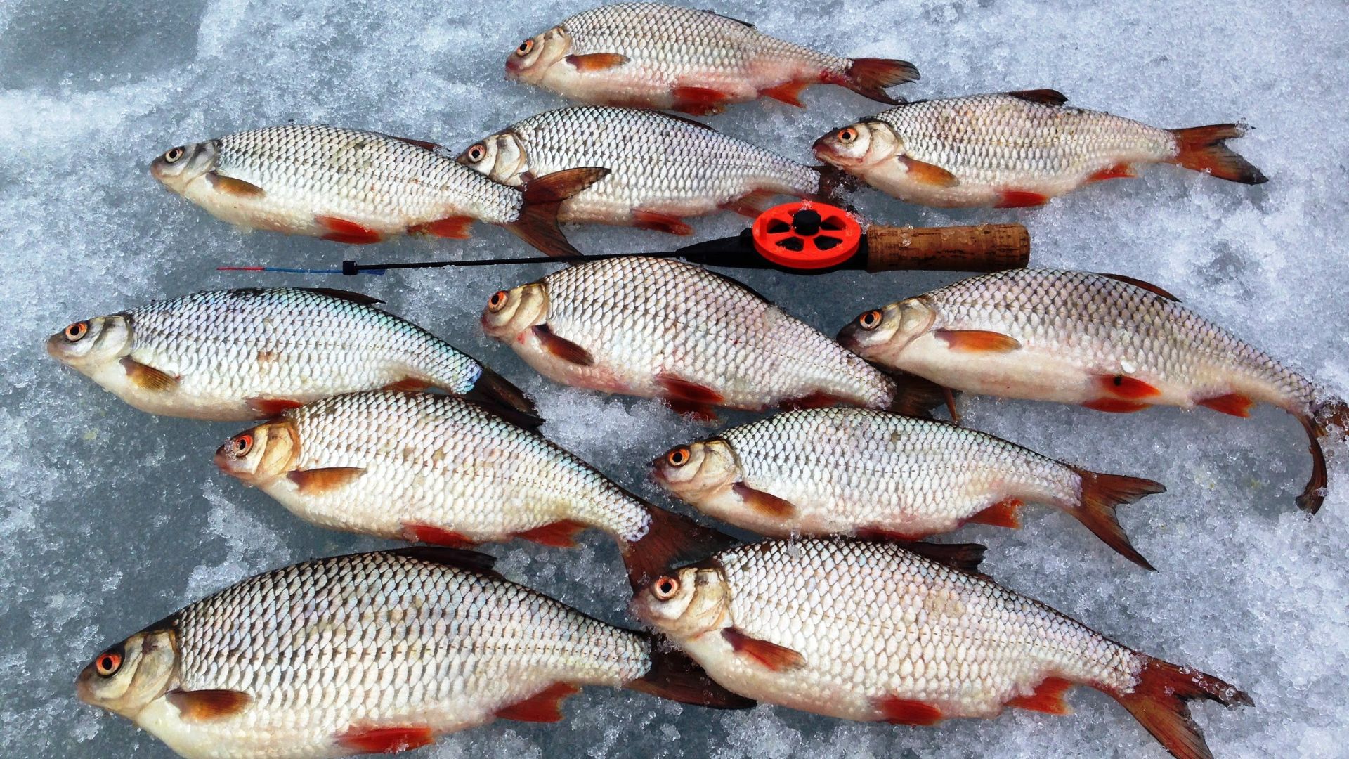 Весенняя рыбалка на Плотву. Ловля Волжской Сороги на мормышку. Подводная съемка.