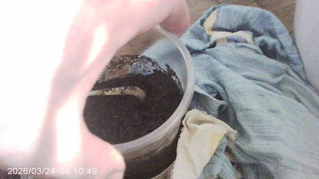 Обзор: Из 5 ростков тыквы осталось только 2