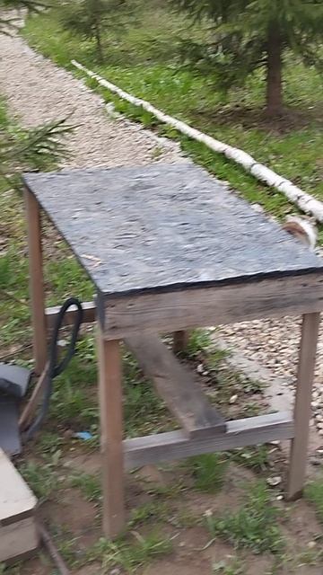 Новенький Черныш