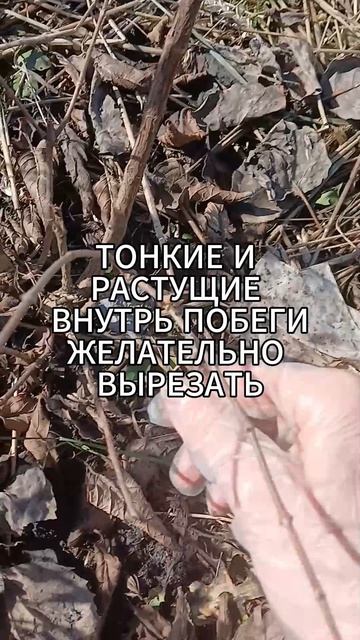 Обрезка метельчатой гортензии весной. Покажу за 40 секунд