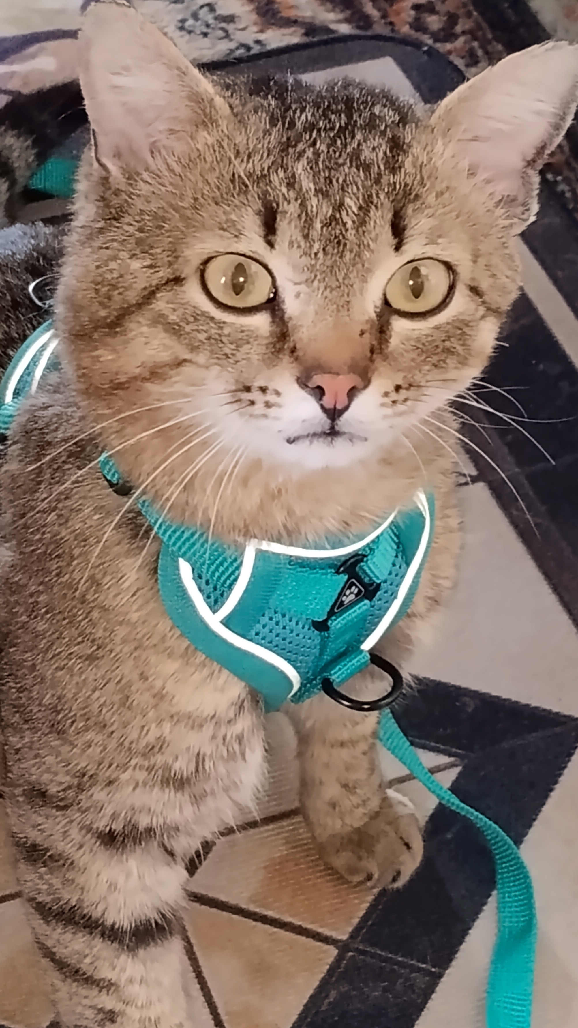 Кот не кормленный!🤣😻 Юмор с животными. 24-03-2026