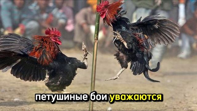 Петушиные бои