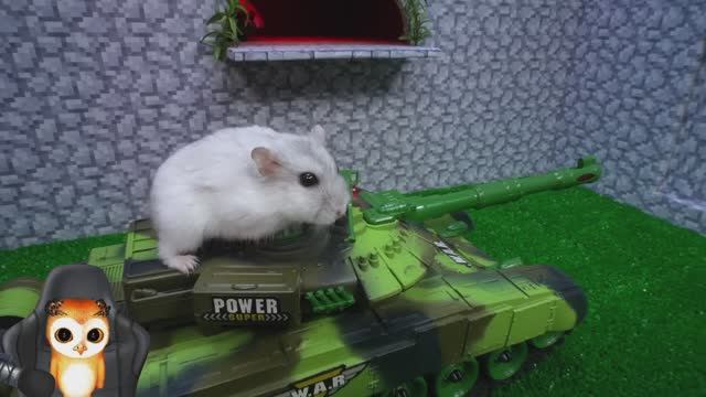 Побег хомячка из ловушки Хомяк пушистик спас своих друзей