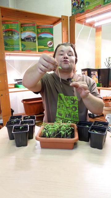 Вытянулась рассада перца - не беда!