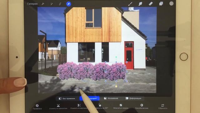 Procreate. Как «посадить» кусты барбариса перед домом. Ландшафтный коллаж