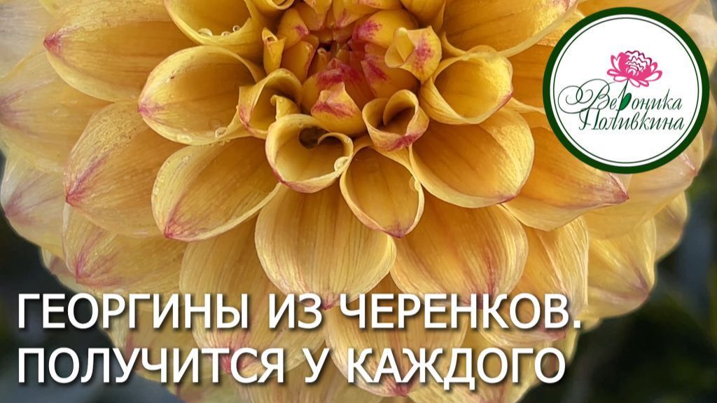 Георгины из черенков. Получится у каждого
