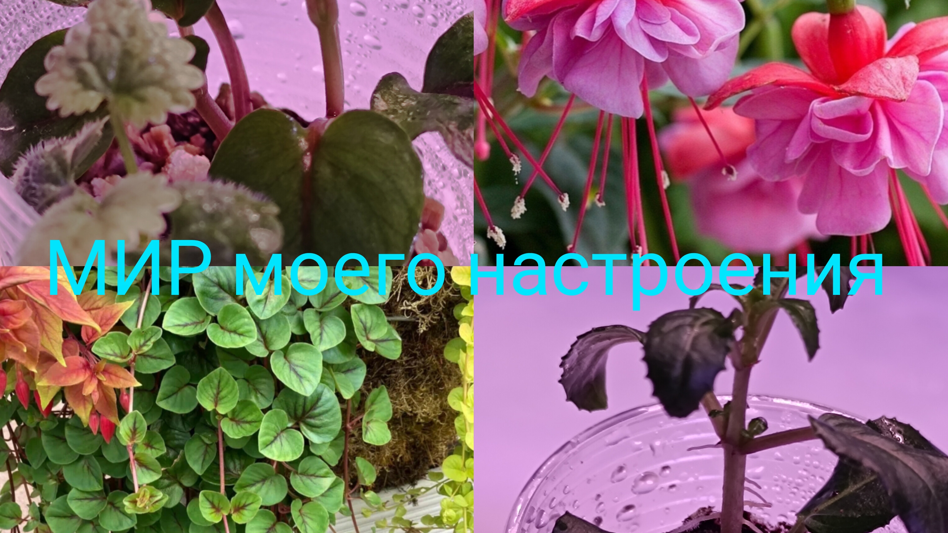 23.03.26 Укоренённые черенки проверим результаты,часть 2