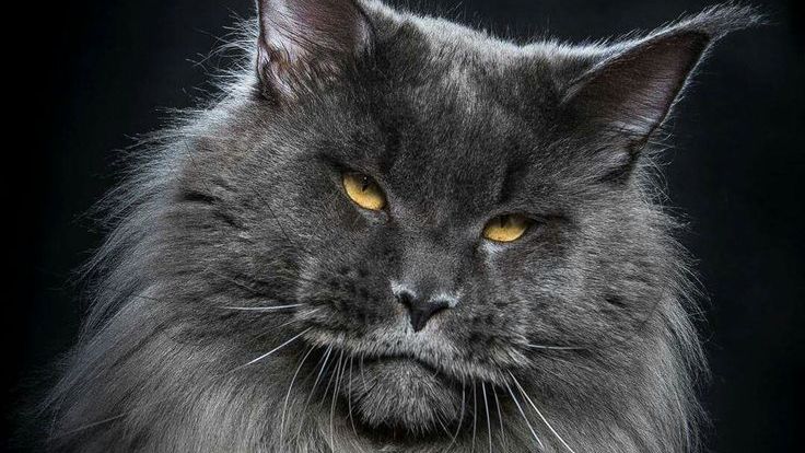 Мурзик - 24. 03. 2026 г. Сибирская Кошечка - Лаванда (Ловандулька)