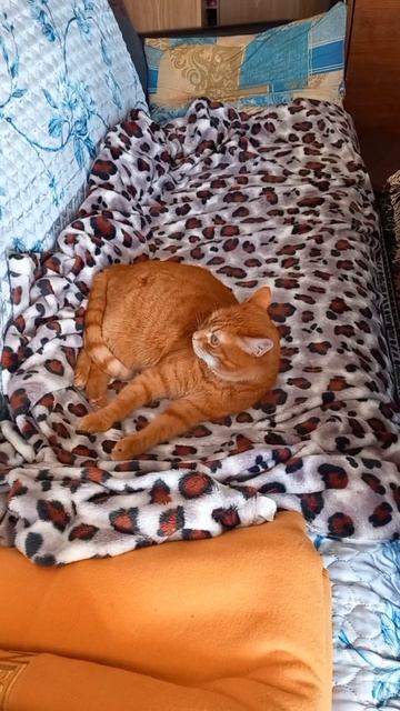 Котик Рыжик на диване