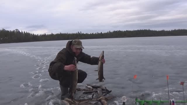 Ловим щук на таежном озере/ Рыбалка на самоловки и флажки/ Весна 2026